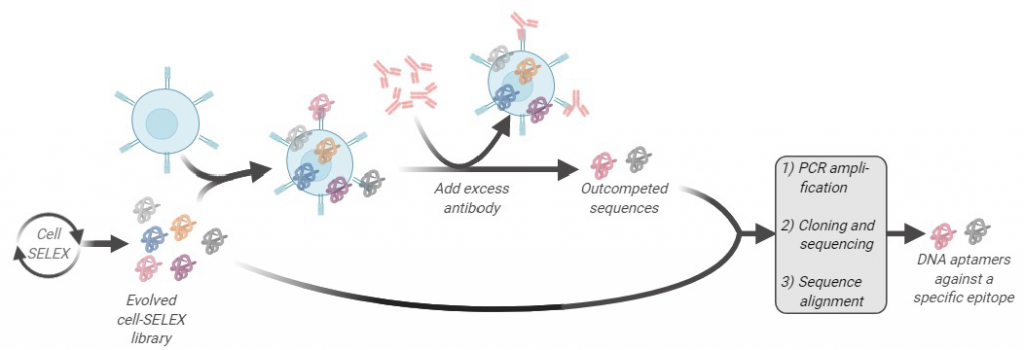 Research – Mallikaratchy Lab