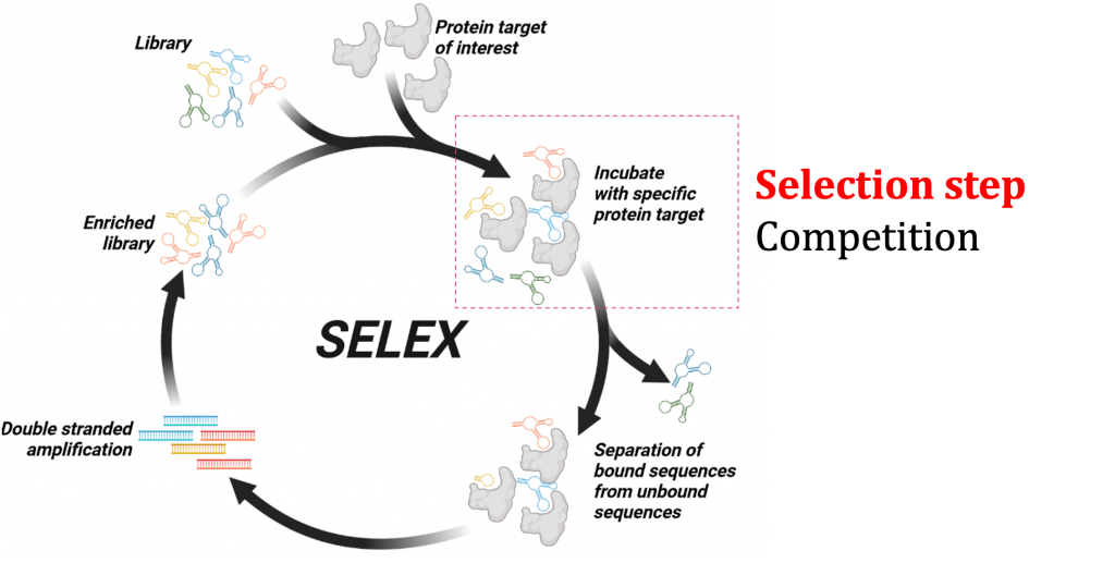 Research – Mallikaratchy Lab